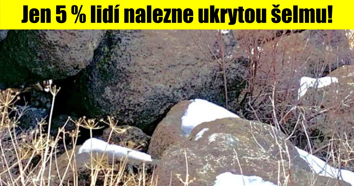 Oční test: Jen 2 % lidí dokáže nalézt na obrázku skrytou kočkovitou ...