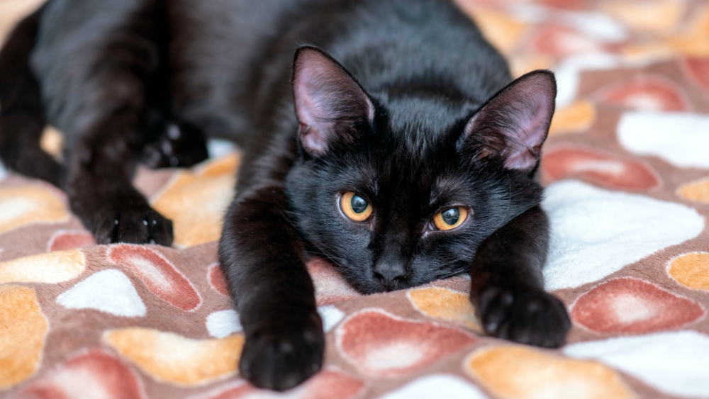 Kočky dokáží vycítit, že je smrt nedaleko. A dávají to jasně najevo