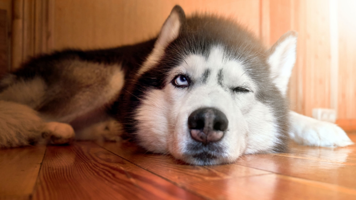 Dobrodružství huskyho odhalila fotopast | DámskýDeník.cz