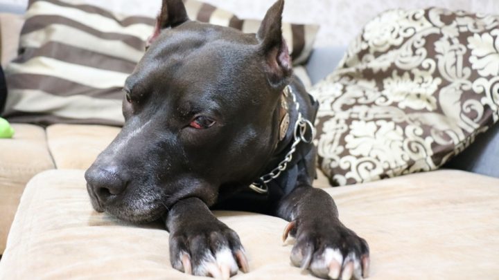 Rodina si adoptovala výjimečného pitbulla | DámskýDeník.cz