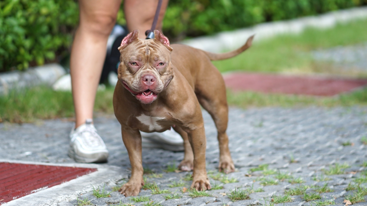 Pitbull začal tahat za plenku dítěte | DámskýDeník.cz
