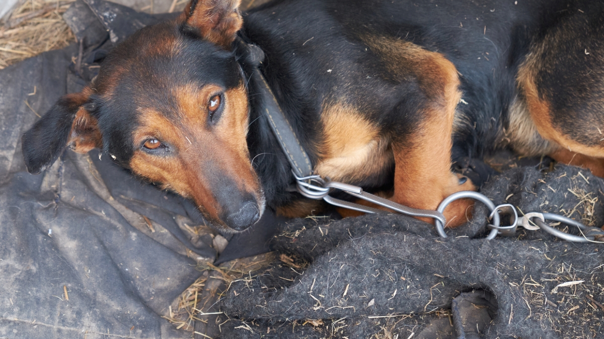 Otřesný případ týrání: Psa našli pohozeného v parku ve sportovní tašce