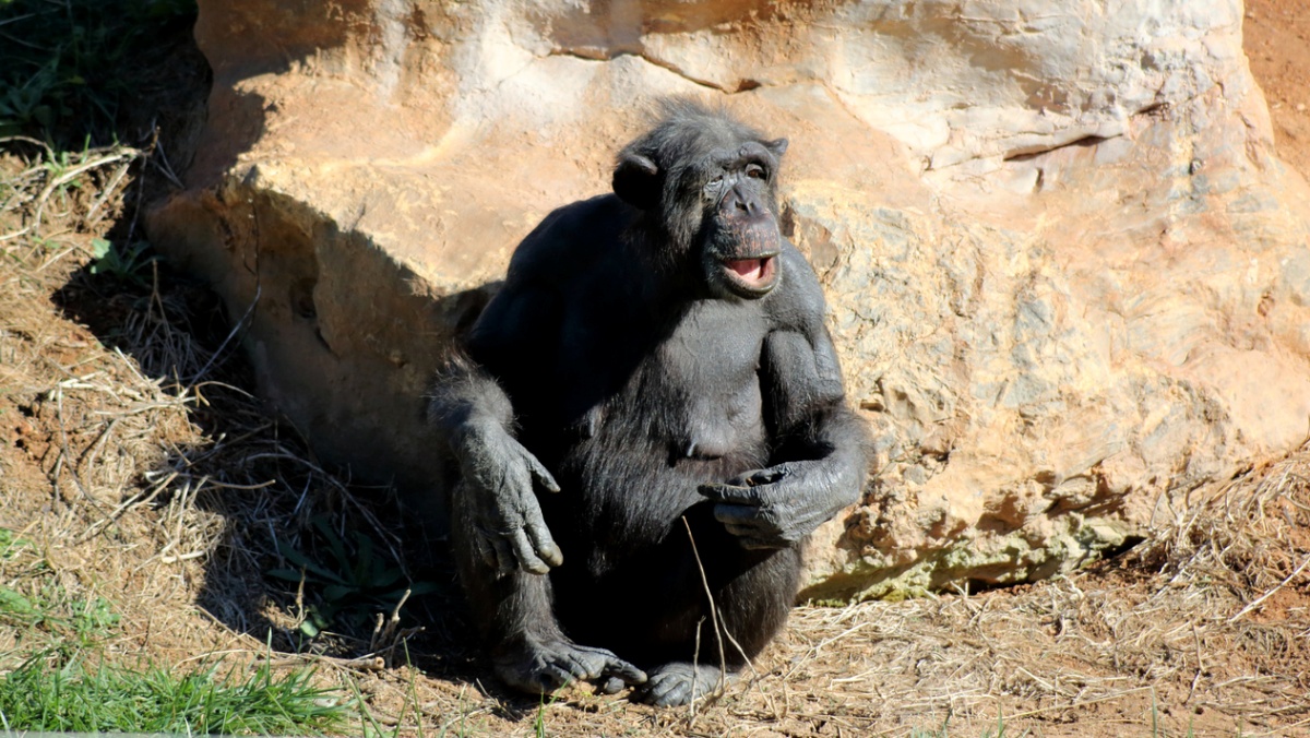 Umírajícímu šimpanzi zlepšil náladu ošetřovatel | DámskýDeník.cz