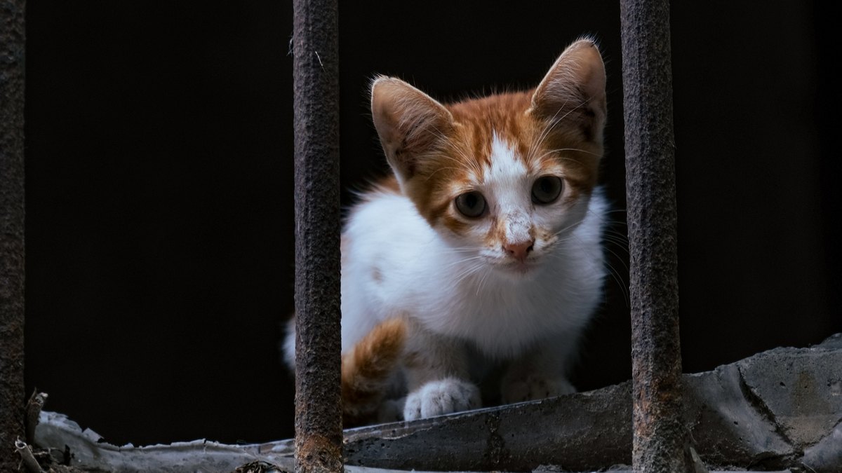 U silnice našel kotě, které bylo od pohledu něčím zvláštní. Tohle je důvod