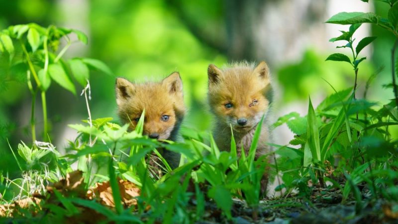 Zachránil život liščeti, po sedmi letech se znovu setkali