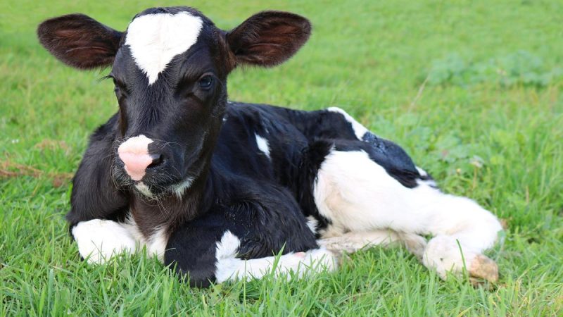 Zachránili tele před porážkou. Teď ho mají jako rodinného psa