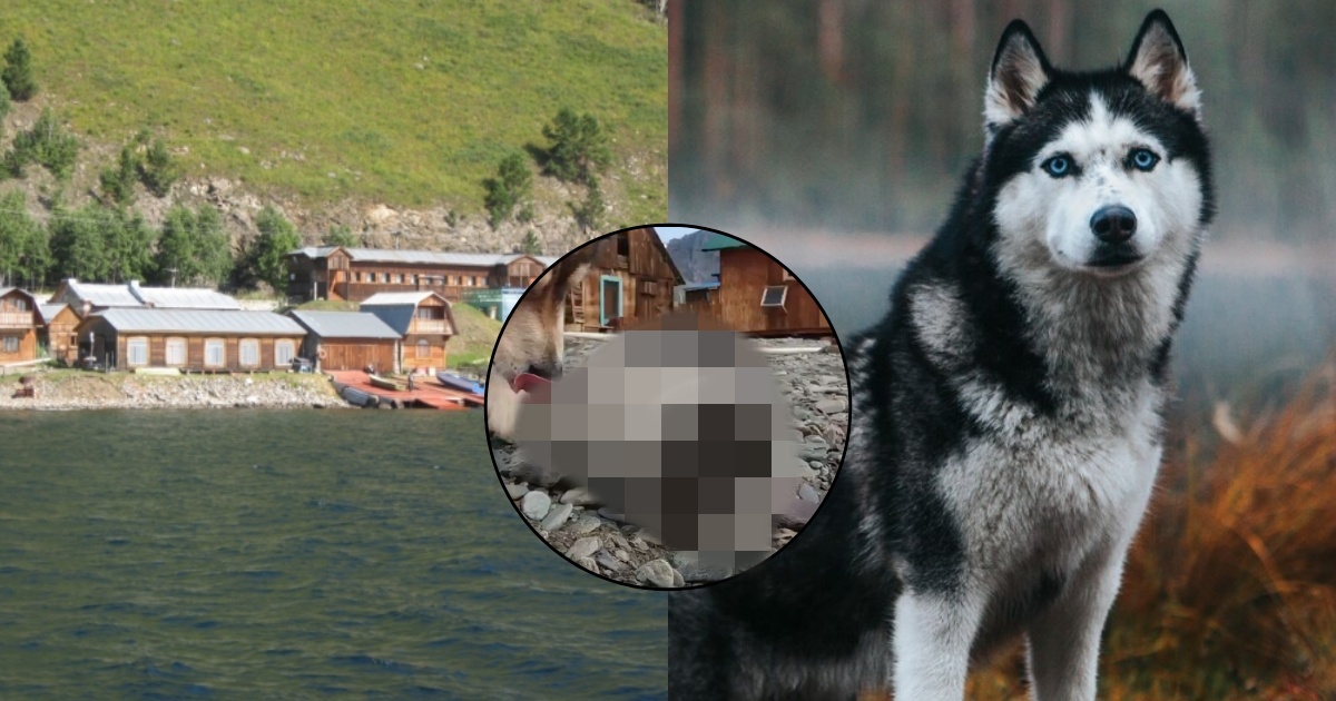Pes zachránil život mořskému tvorovi. Setkání přerostlo v něco většího