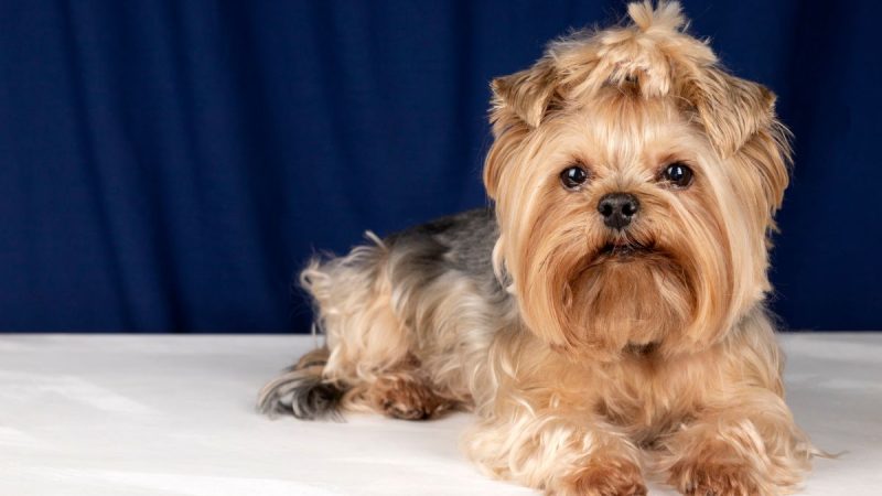 Malý pes zachránil svou paničku před útokem krvelačného predátora