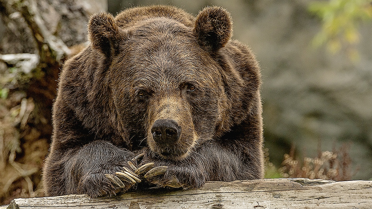 Ve slovenské ZOO dali medvědům do výběhu kontejner. Toto s ním udělali