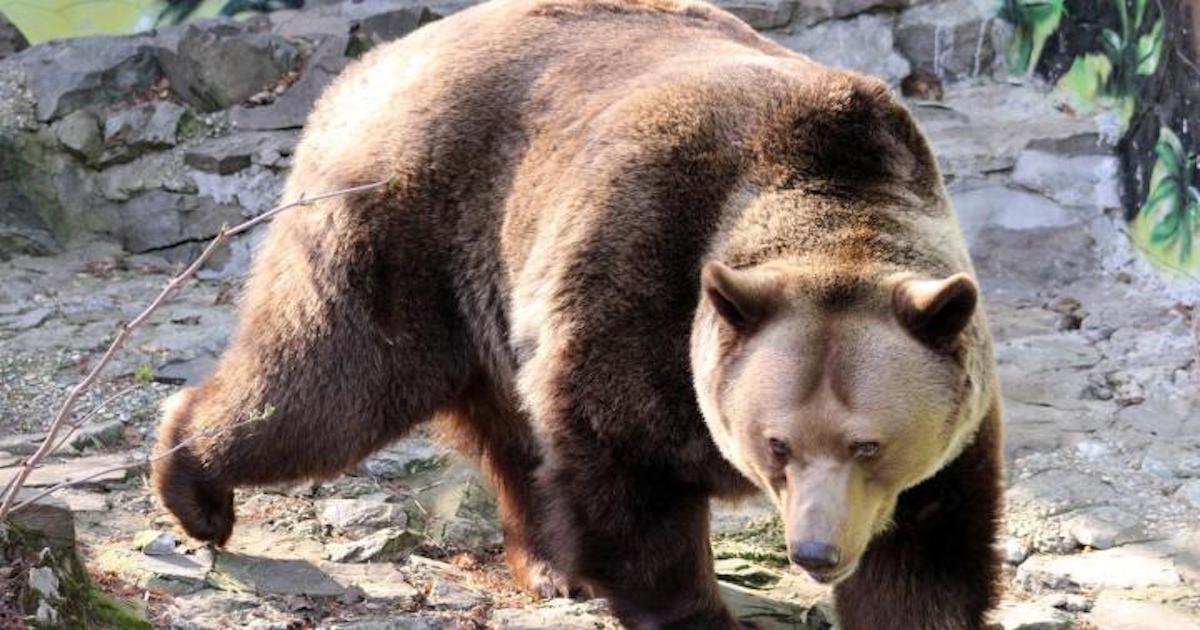 Medvěd gentlemanem. Váží sice 500 kg, ale chová se na úrovni