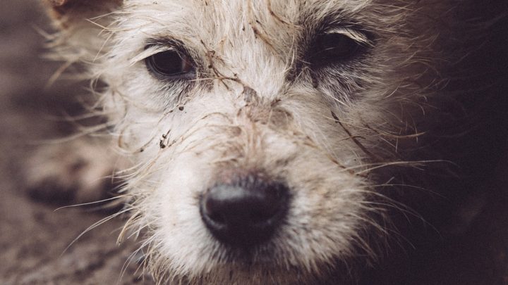 Instinkt ho dovedl k botě, která se válela v poli. Bylo v ní štěně