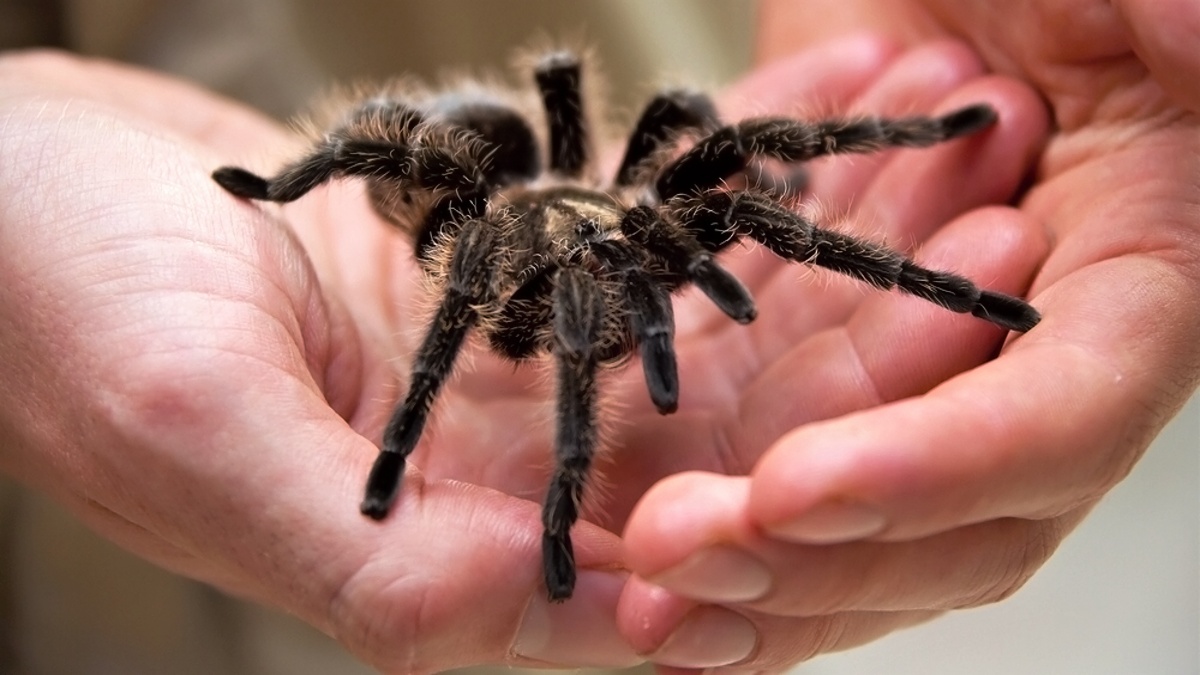 Exotické zvíře nahání zákazníkům strach. Jak byste reagovali?