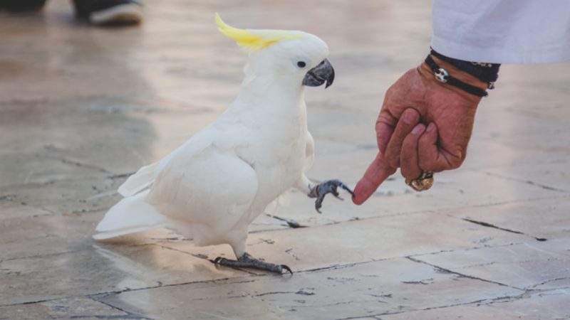 Malý papoušek ohromuje svět svým tancem. Stal se internetovou senzací
