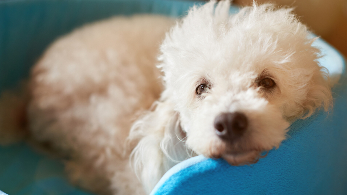 Vyhodil svého psa i s věcmi a žádal o jeho utracení. Důvod všechny zaskočil