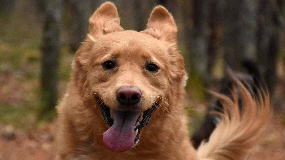 Takhle pes poděkoval ženě, která ho zachránila z ulice. Neudržíte slzy