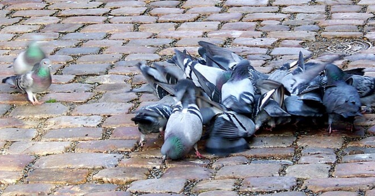 Zloději přišli s novou „holubí“ metodou. Je jen jeden způsob, jak se ...