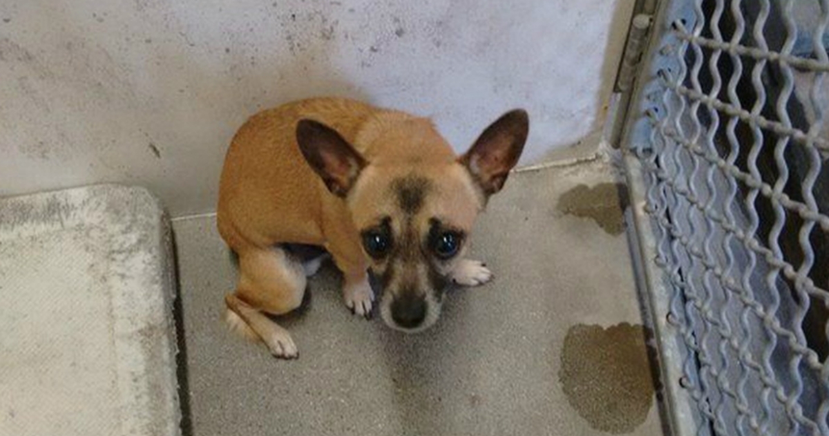 Čivava trpěla dlouhé dny kvůli tomu, že ji majitelé označili za agresivní